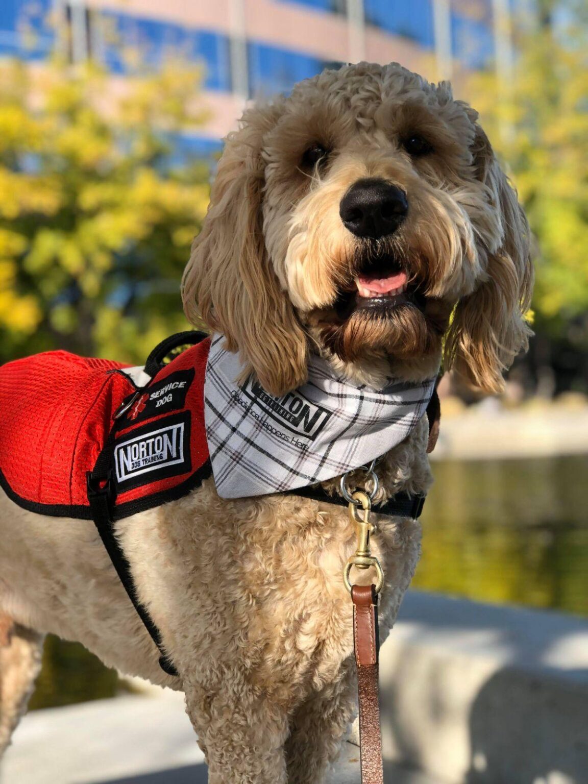 Rescue Dogs For Heroes- Home